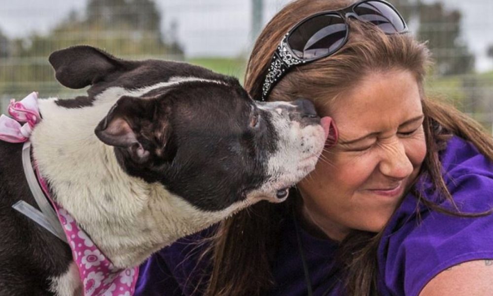 Animal Services Offer Free Adoptions to Alleviate Crowded Shelter ...
